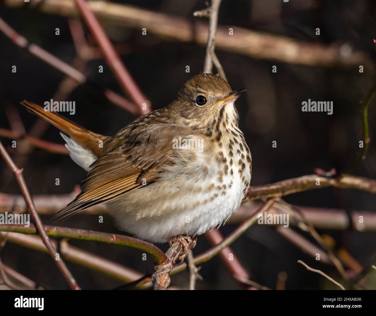 Hermit thrush hi-res stock photography and images - Alamy