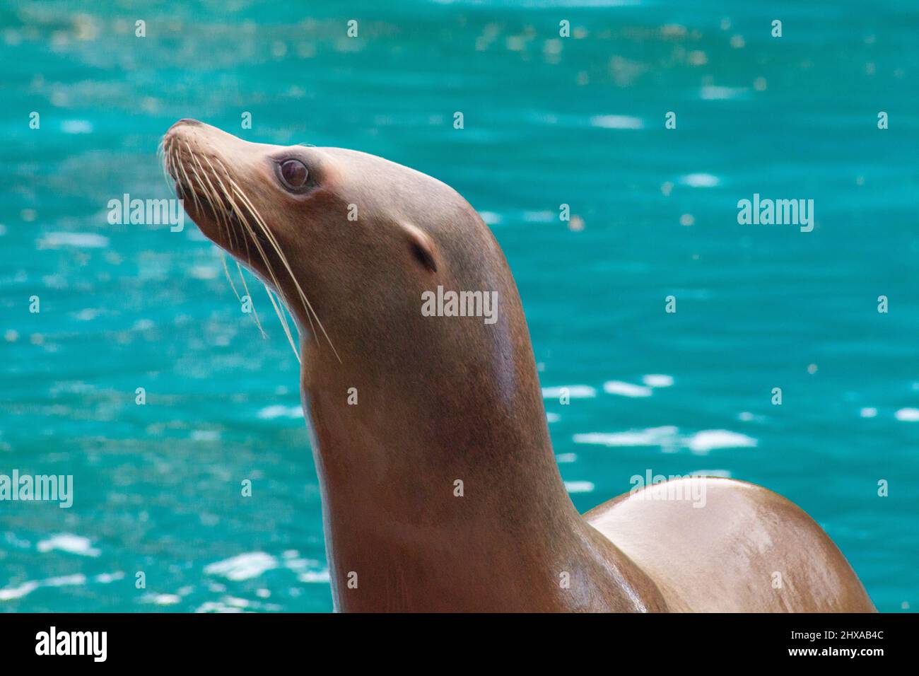 sea lion in a pool in a zoo Stock Photo - Alamy