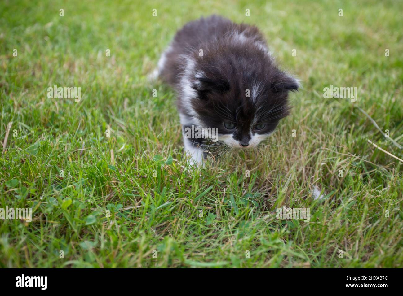 Kitten running in grass hi-res stock photography and images - Alamy
