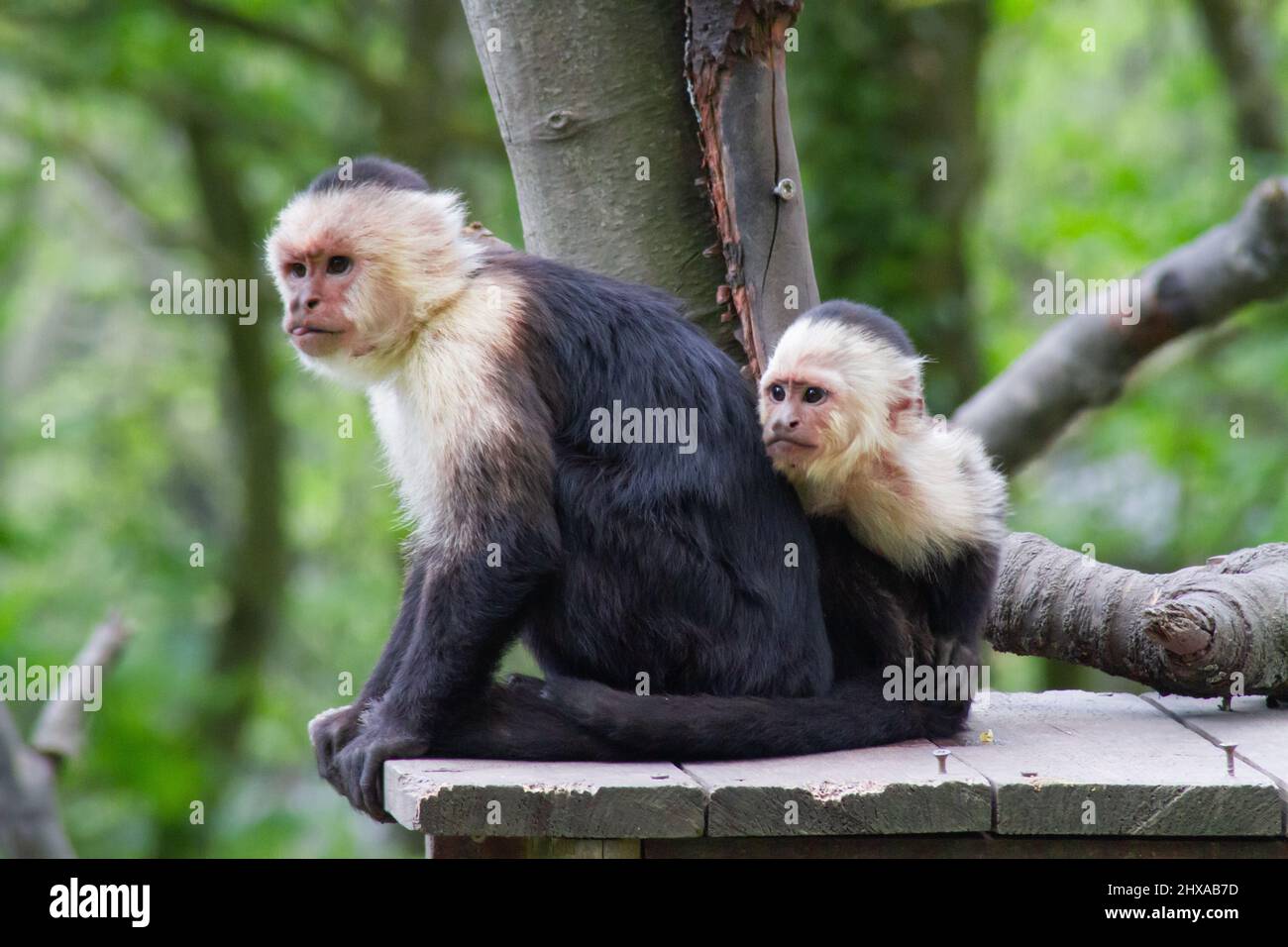 monkey playing in the trees in a zoo Stock Photo - Alamy