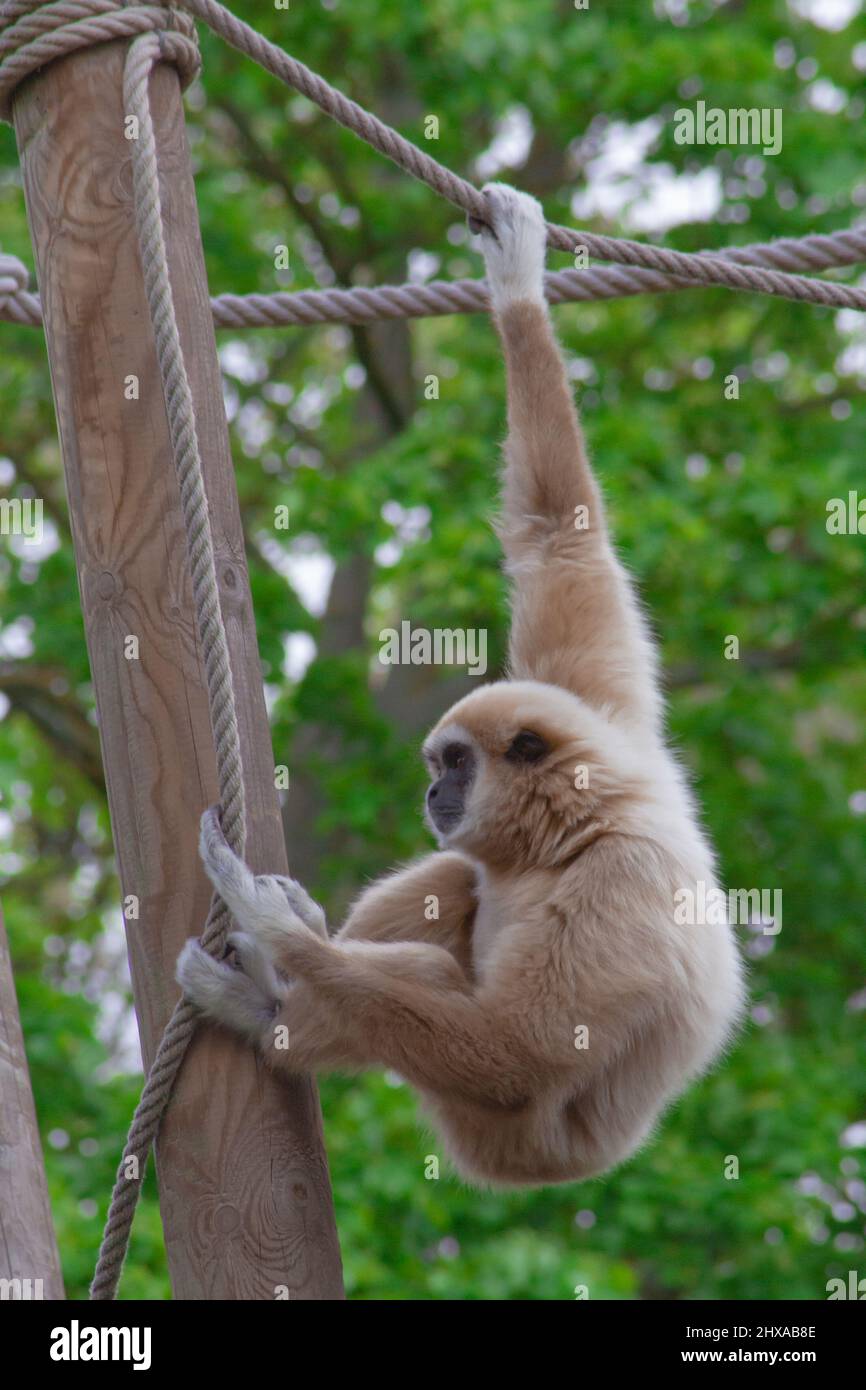 monkey playing in the trees in a zoo Stock Photo - Alamy