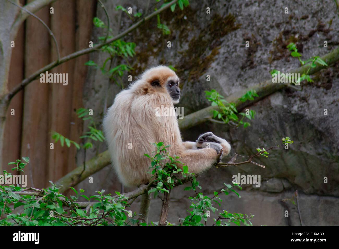 monkey playing in the trees in a zoo Stock Photo - Alamy