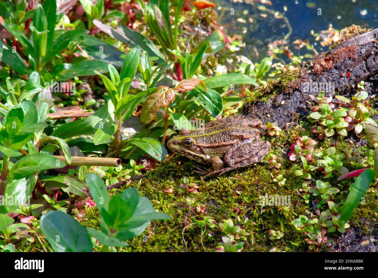 view of a frog in a pond Stock Photo - Alamy