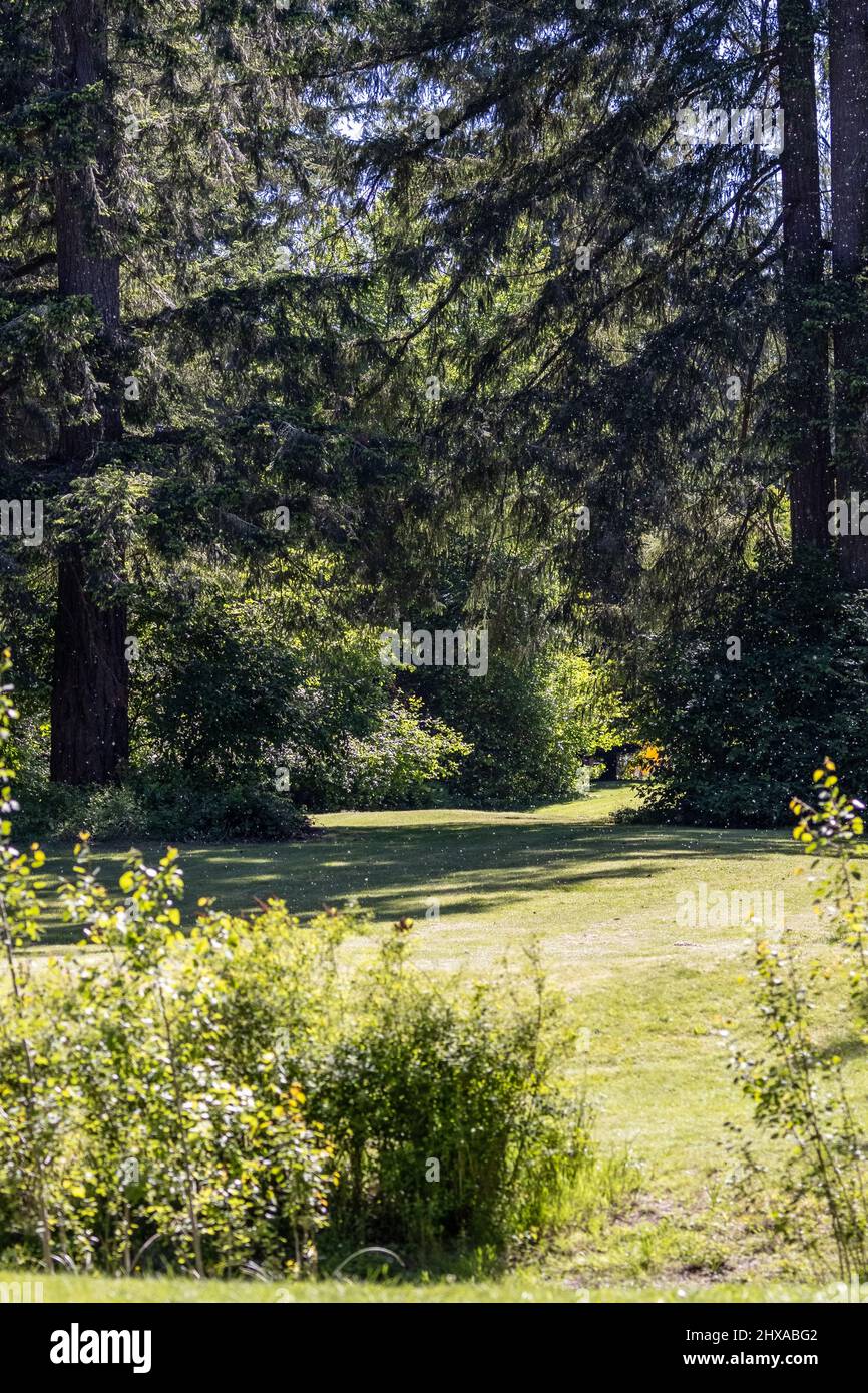 bright green field meeting forest edge in washington state Stock Photo ...