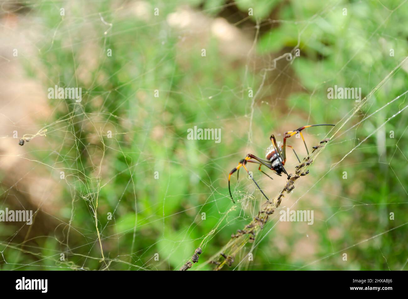 Spider Web Pattern Stock Photo - Alamy