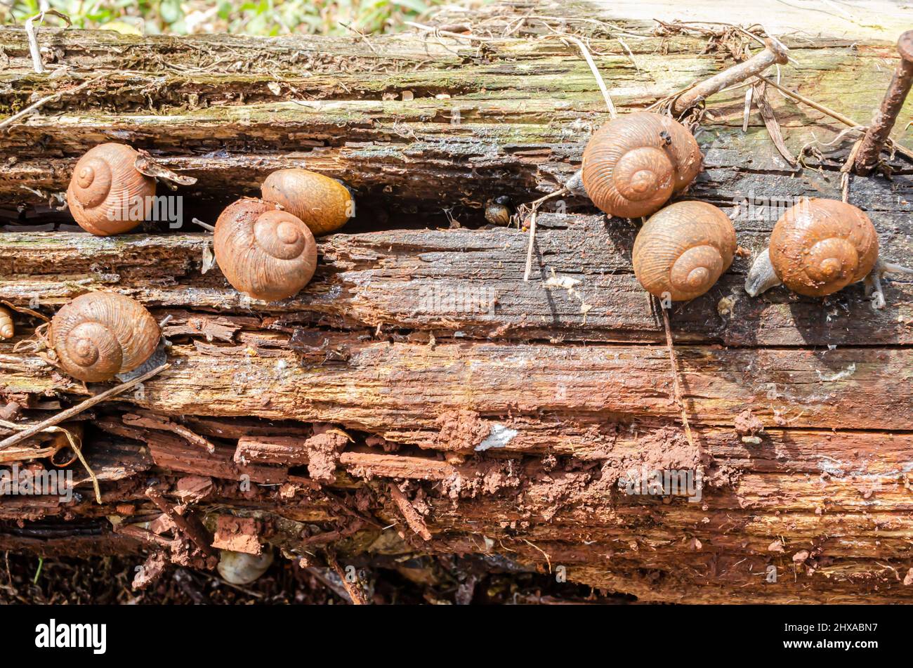 Walk of snails hi-res stock photography and images - Alamy