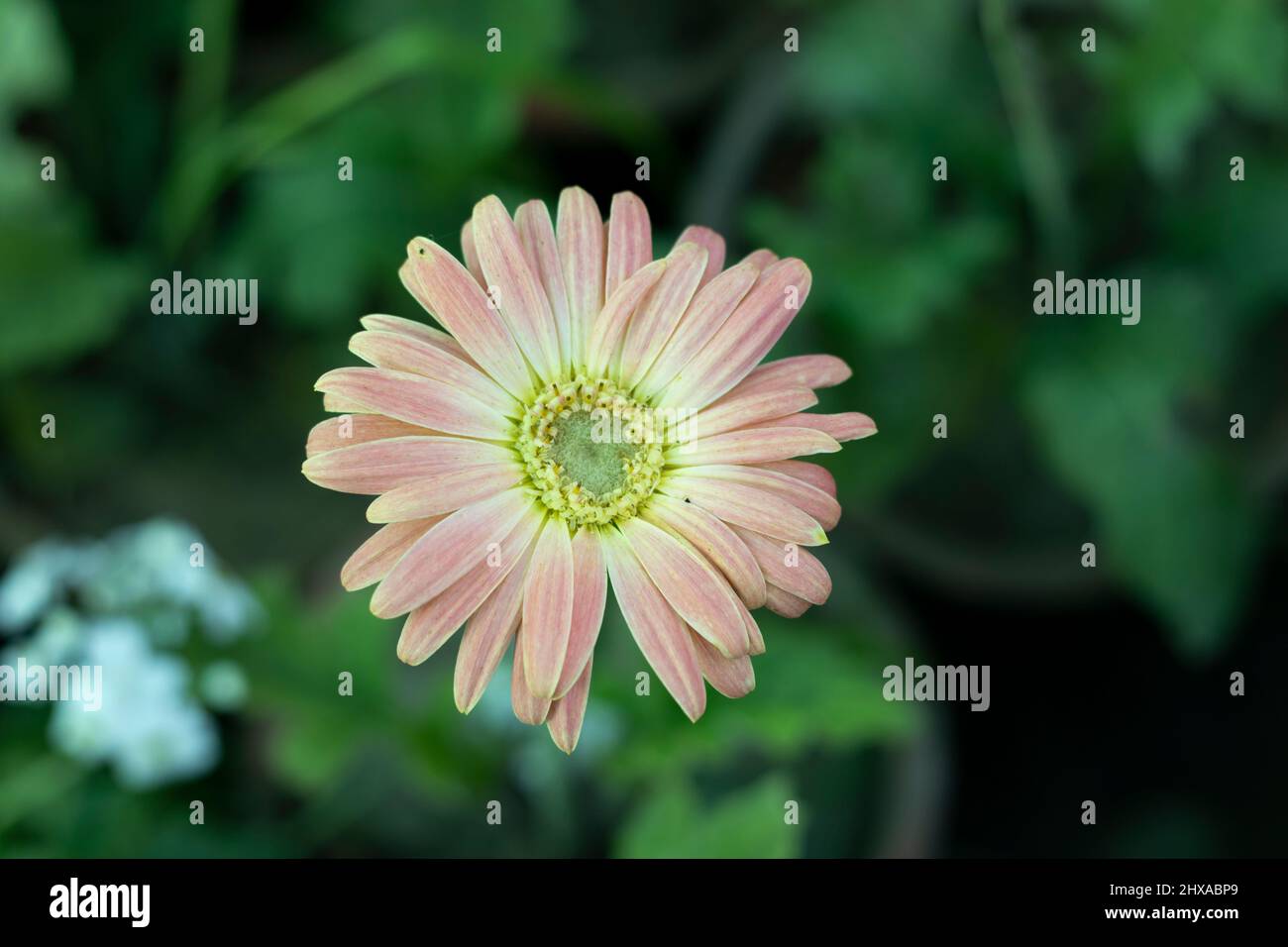 Gerbera light pink color flower Stock Photo - Alamy