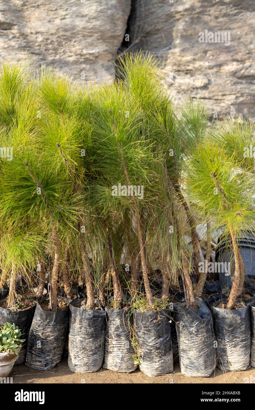 Growing plants in plastic bag hi-res stock photography and images - Alamy