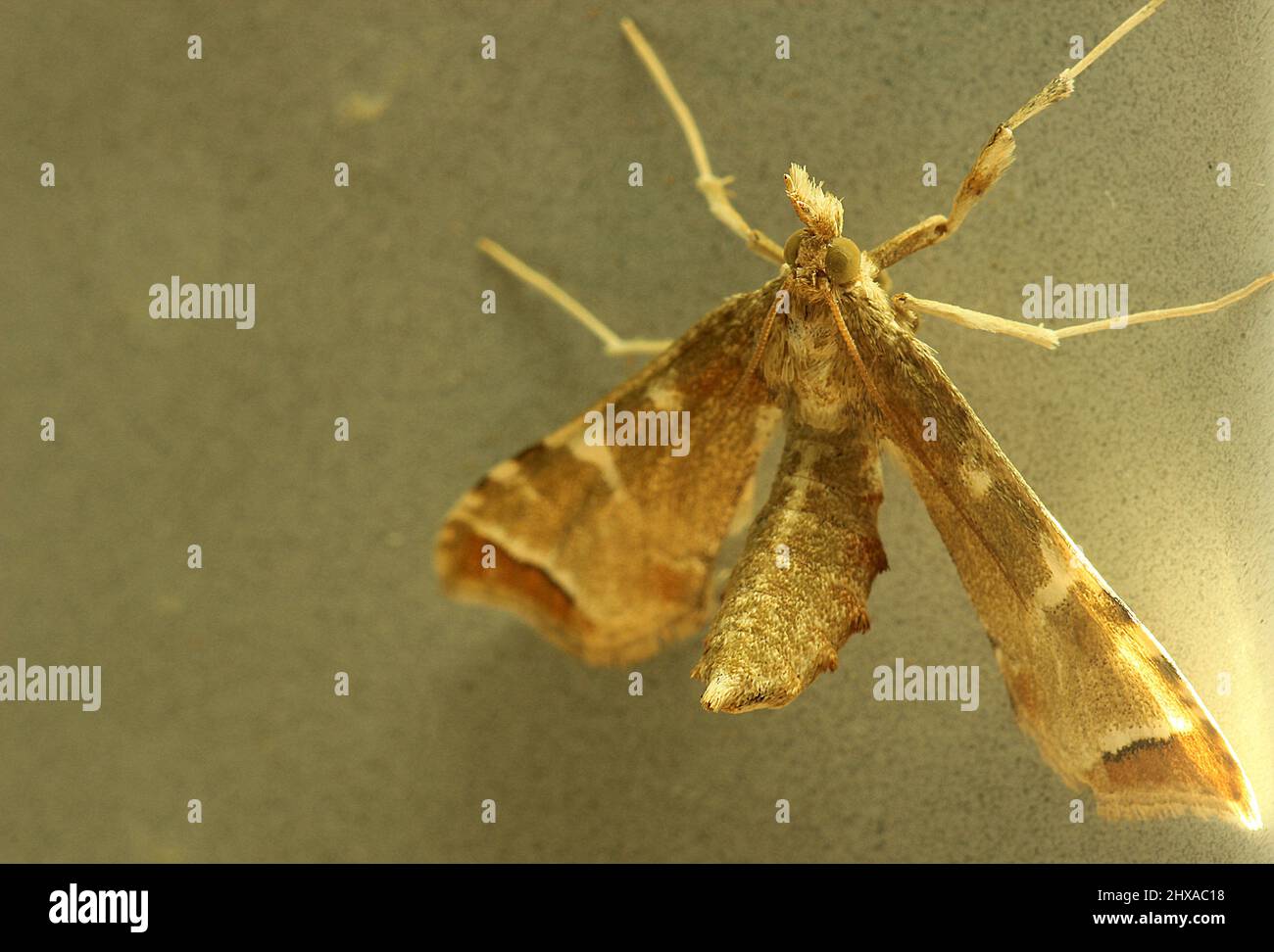 Borer moth hi-res stock photography and images - Alamy