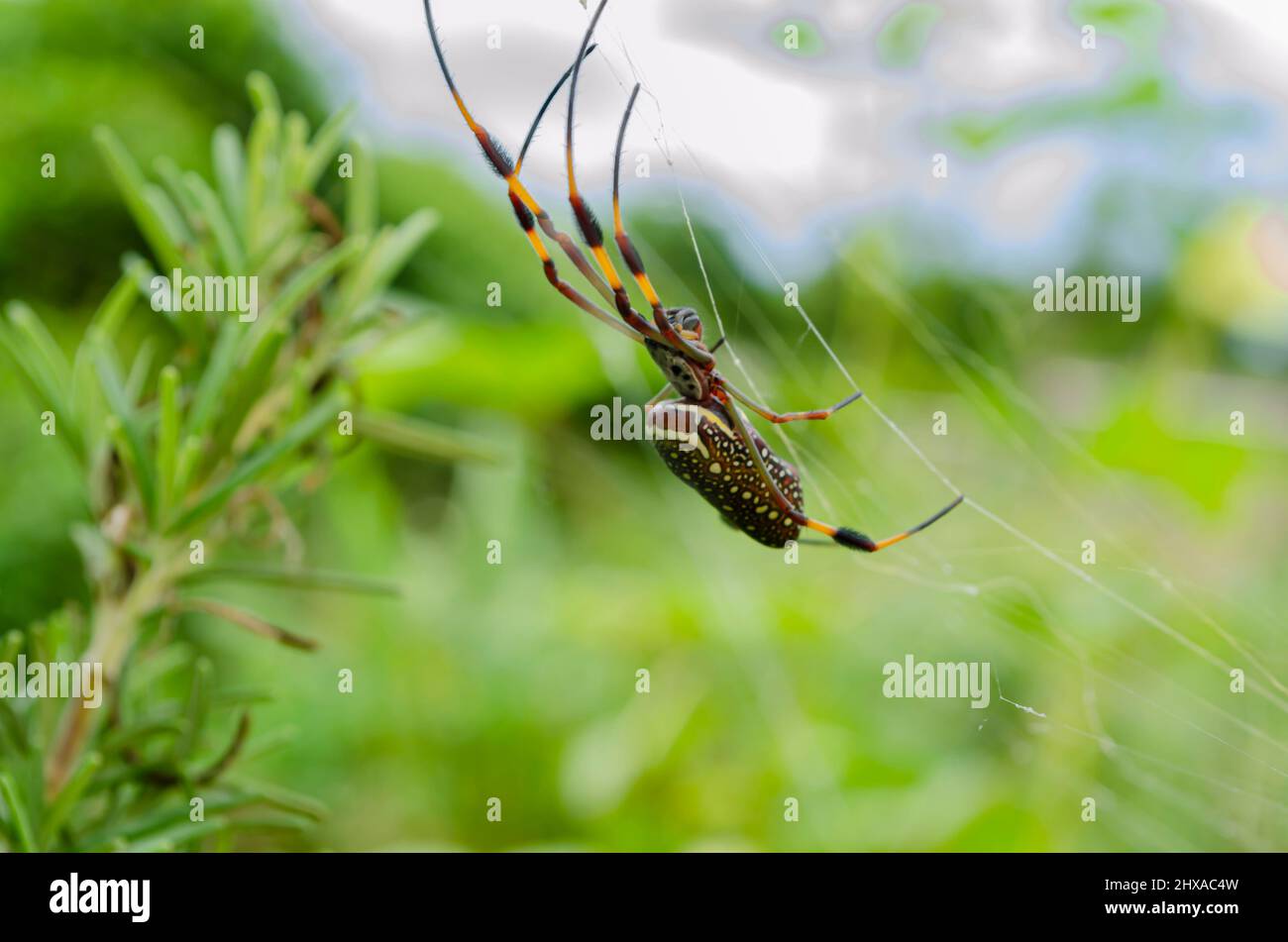 Side Of Nephila Clavipes Spider Stock Photo - Alamy