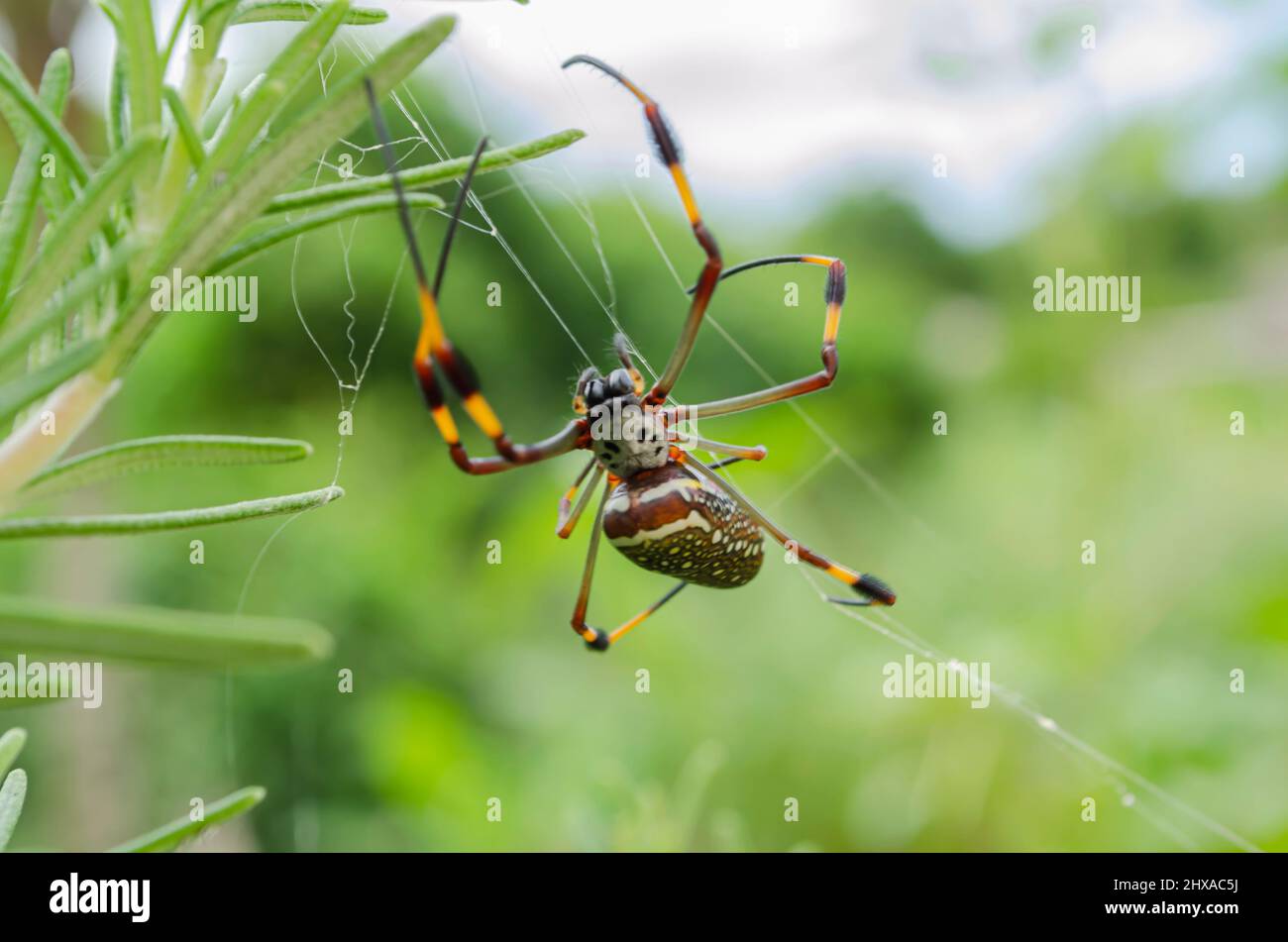 Caribbean spiders hi-res stock photography and images - Alamy