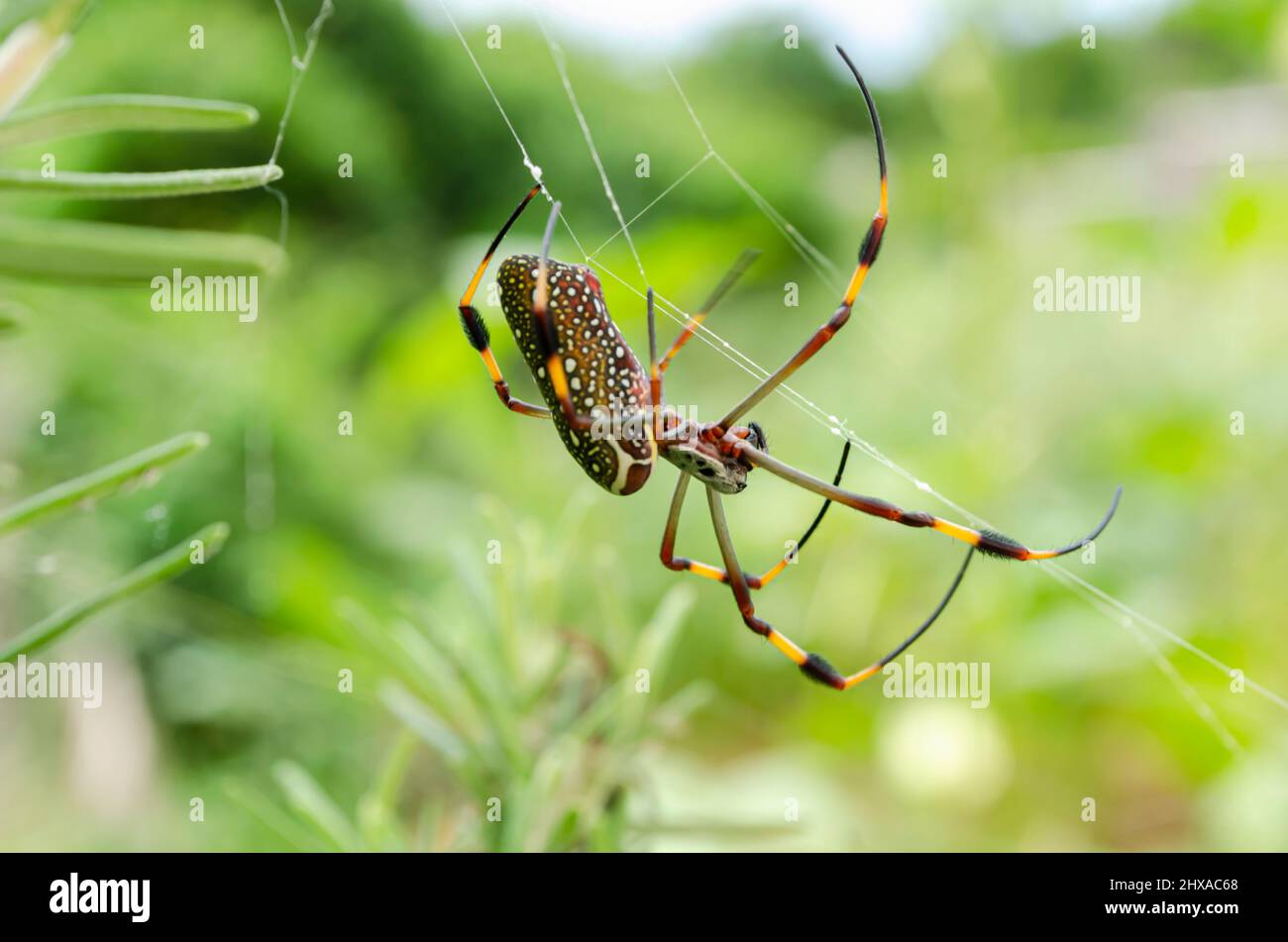 Nephila Clavipes On Web Stock Photo - Alamy