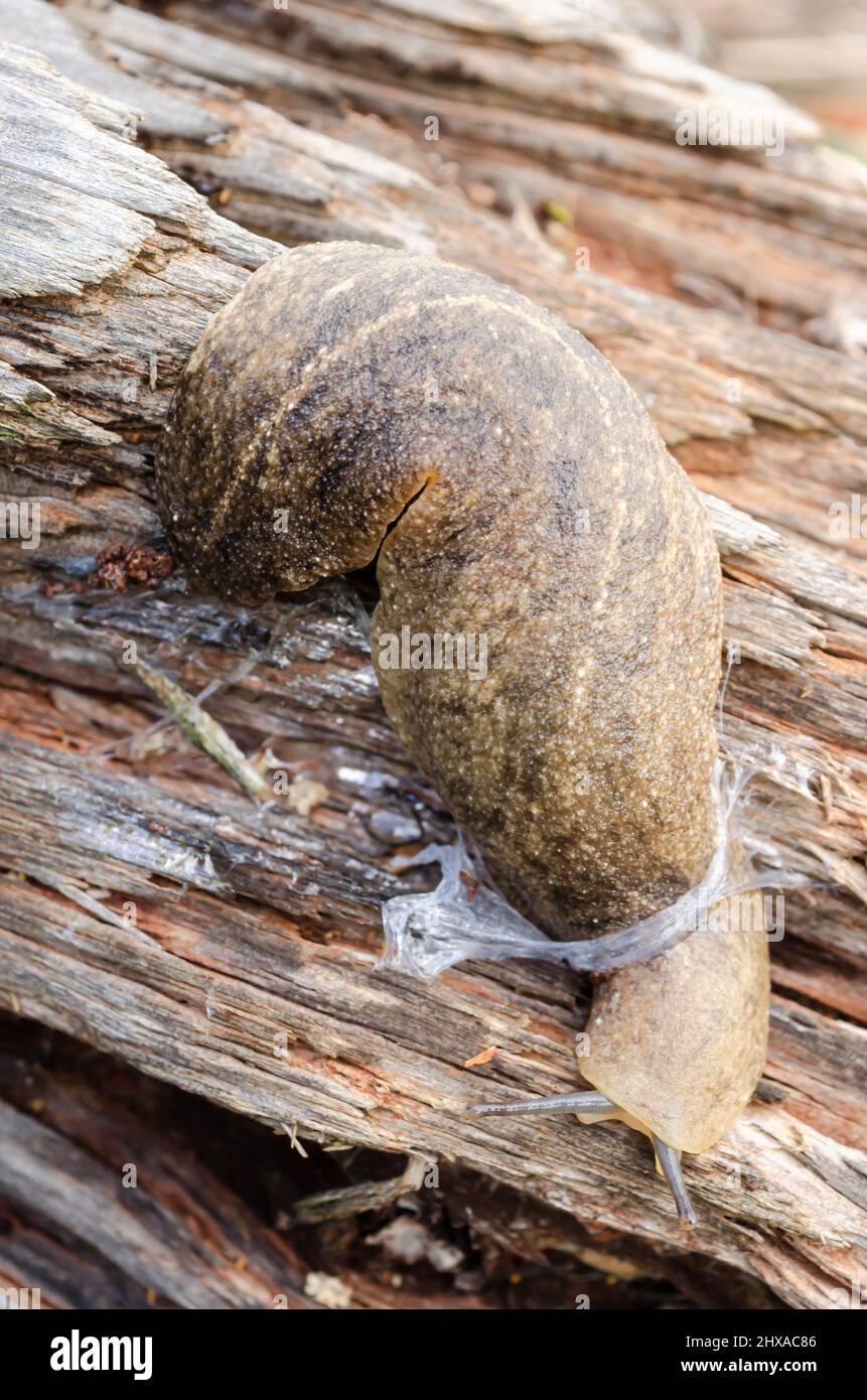 Slug Crawling Through Its Slime Stock Photo - Alamy