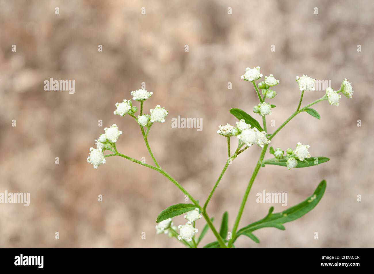 Isolated Branch Of Whitehead Plant Stock Photo - Alamy