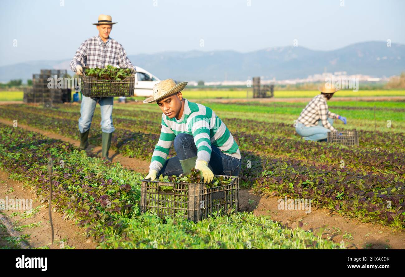 Farmer mustard hi-res stock photography and images - Alamy