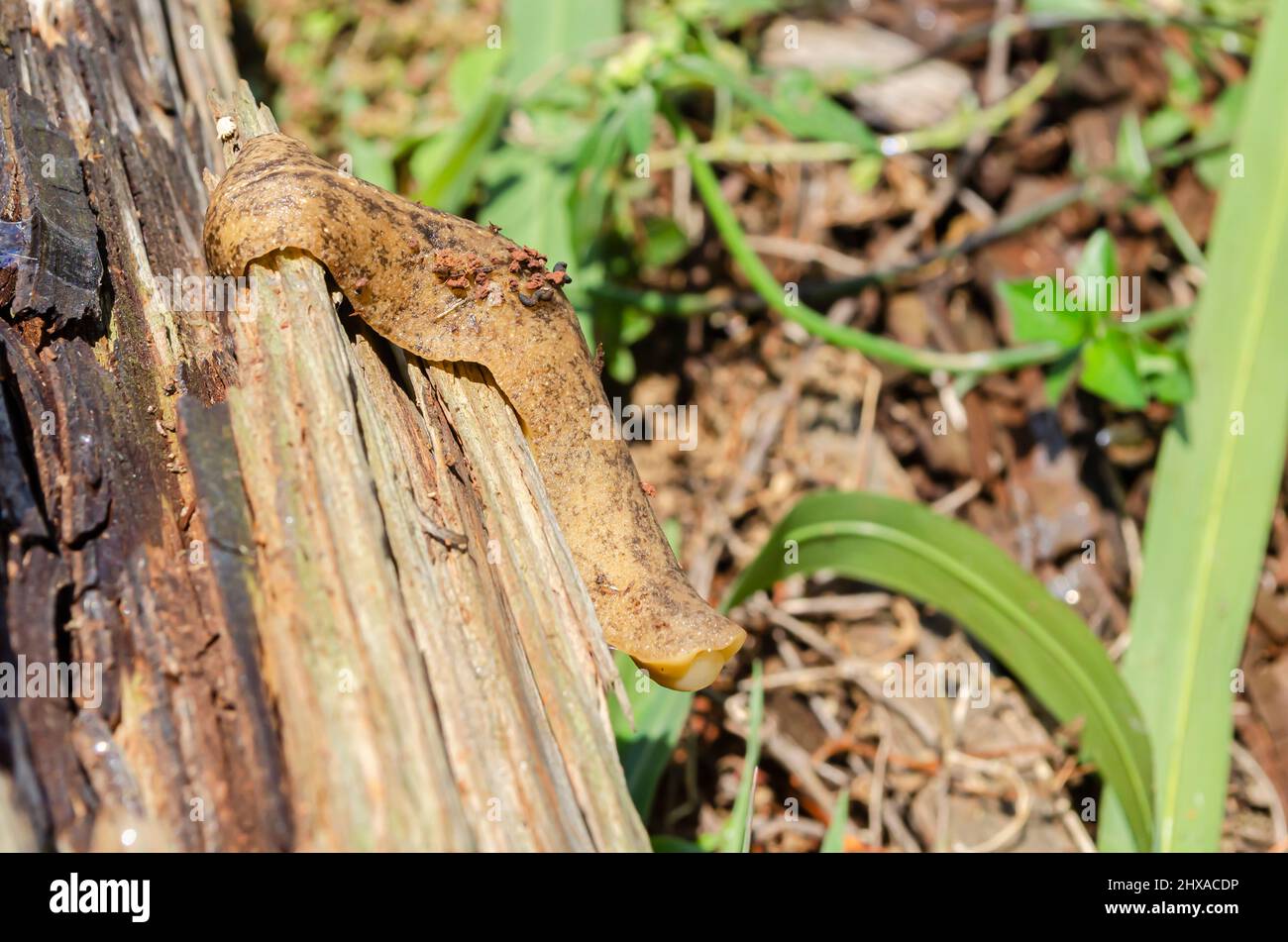Slug on log hi-res stock photography and images - Alamy