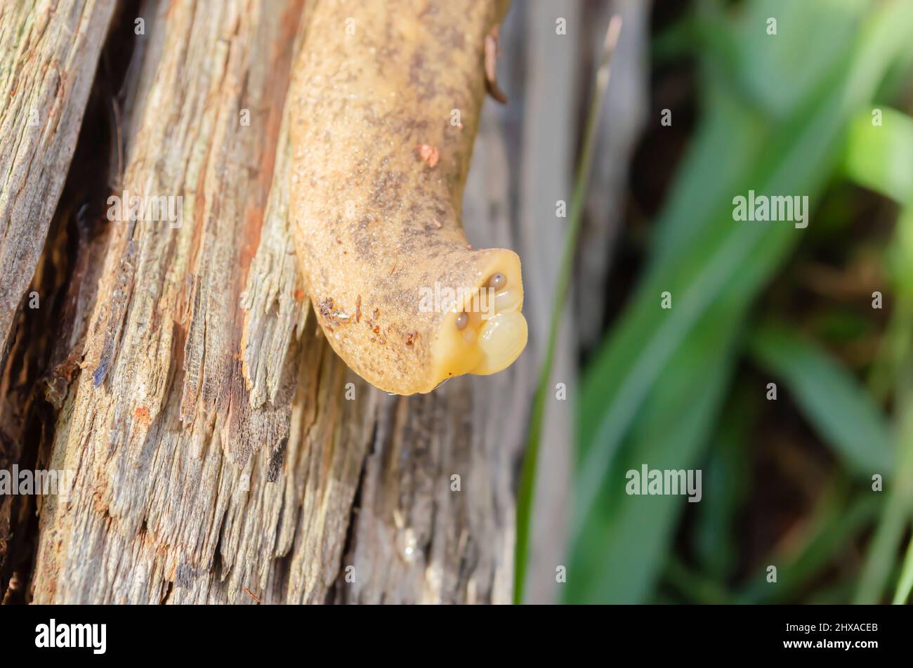 Slug Lifting Its Head Stock Photo - Alamy