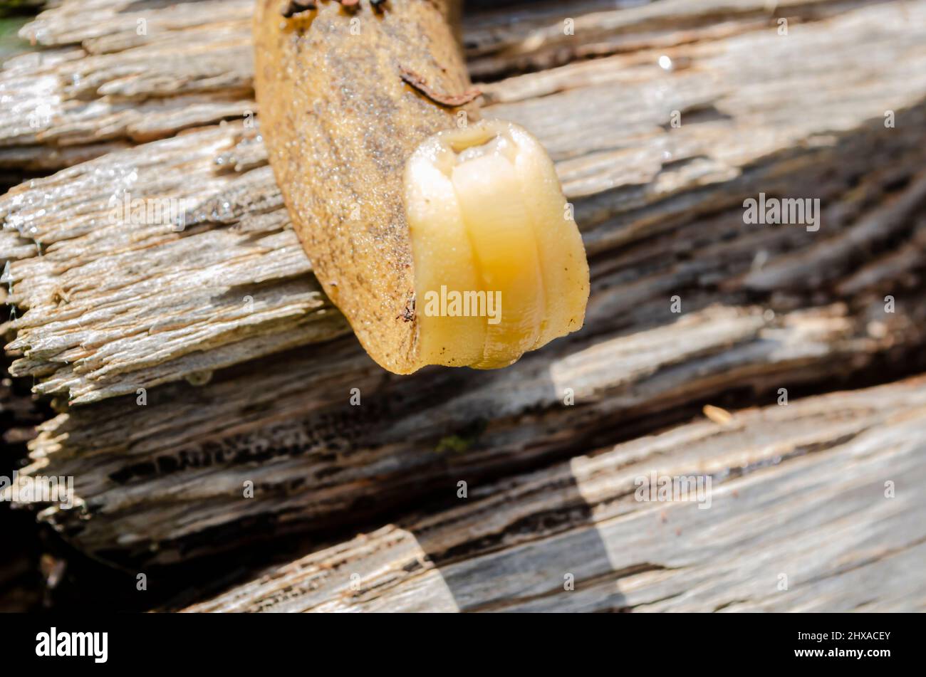 Slug head hi-res stock photography and images - Alamy