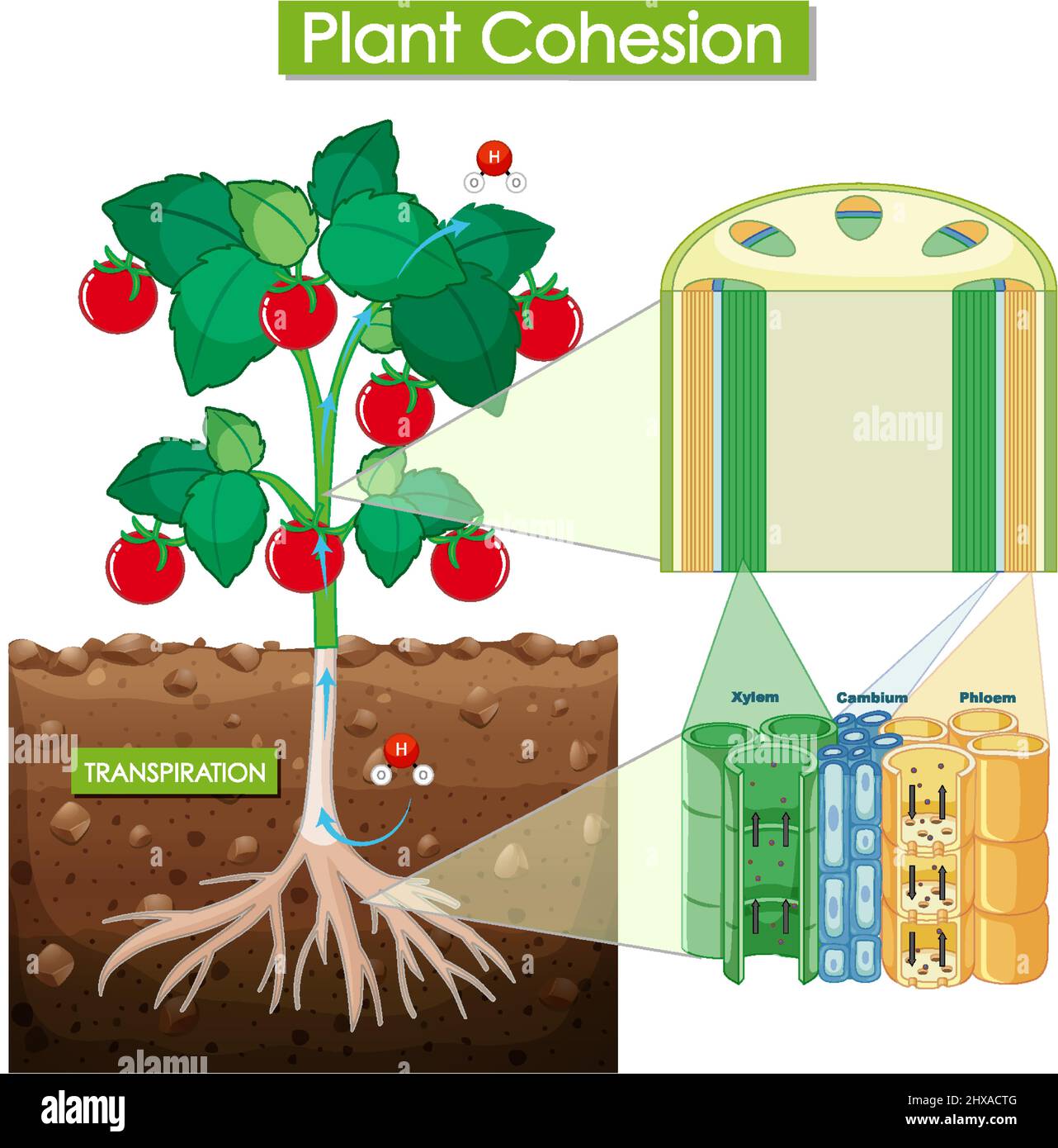 Diagram showing plant cohesion illustration Stock Vector Image & Art ...
