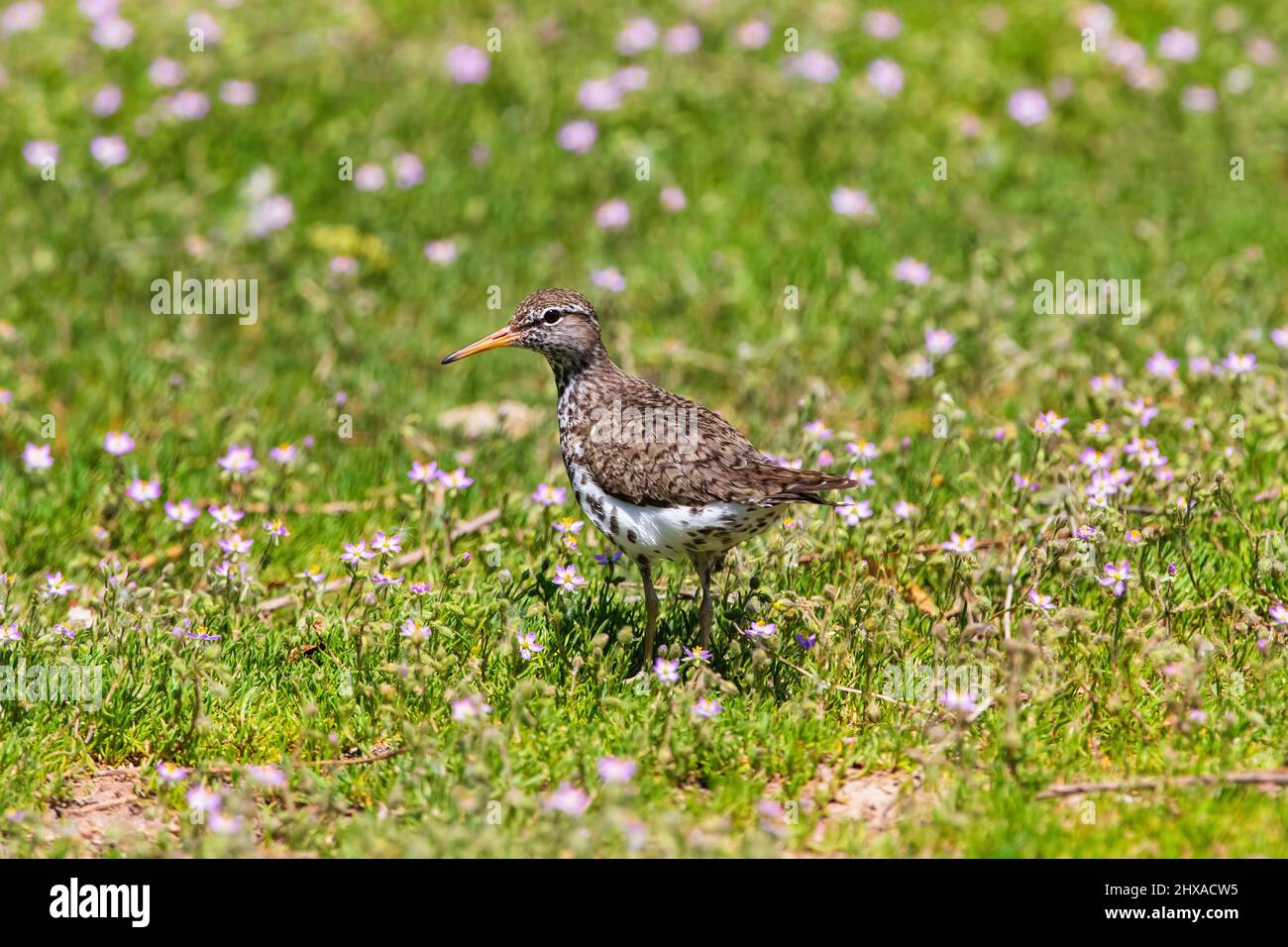 A Spotted Sandpiper looks back as it walks through groundcover ...