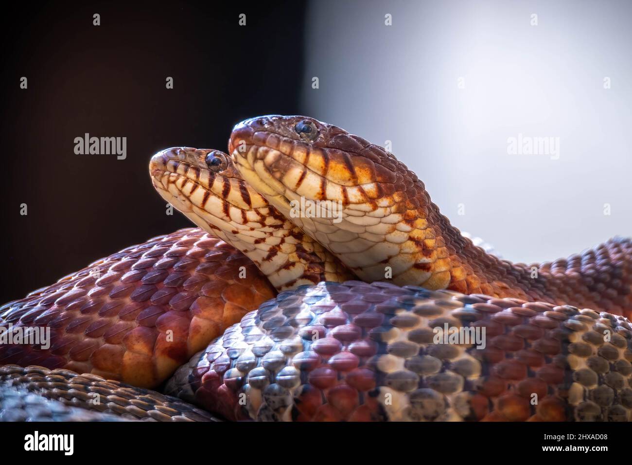 Northern water snake nerodia sipedon hi-res stock photography and ...