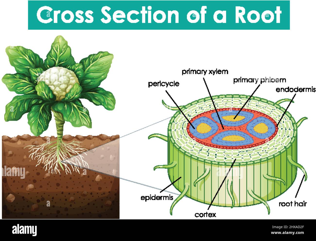 Diagram showing cross section of a root illustration Stock Vector Image ...