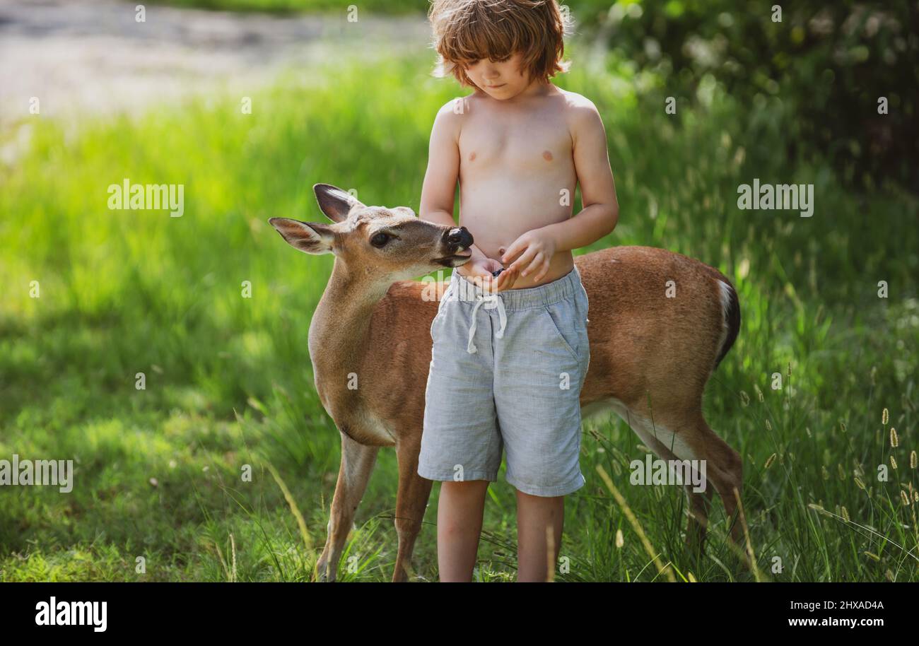 Cute child feed baby fawn deer bambi outdoor. Pretty boy with graceful ...