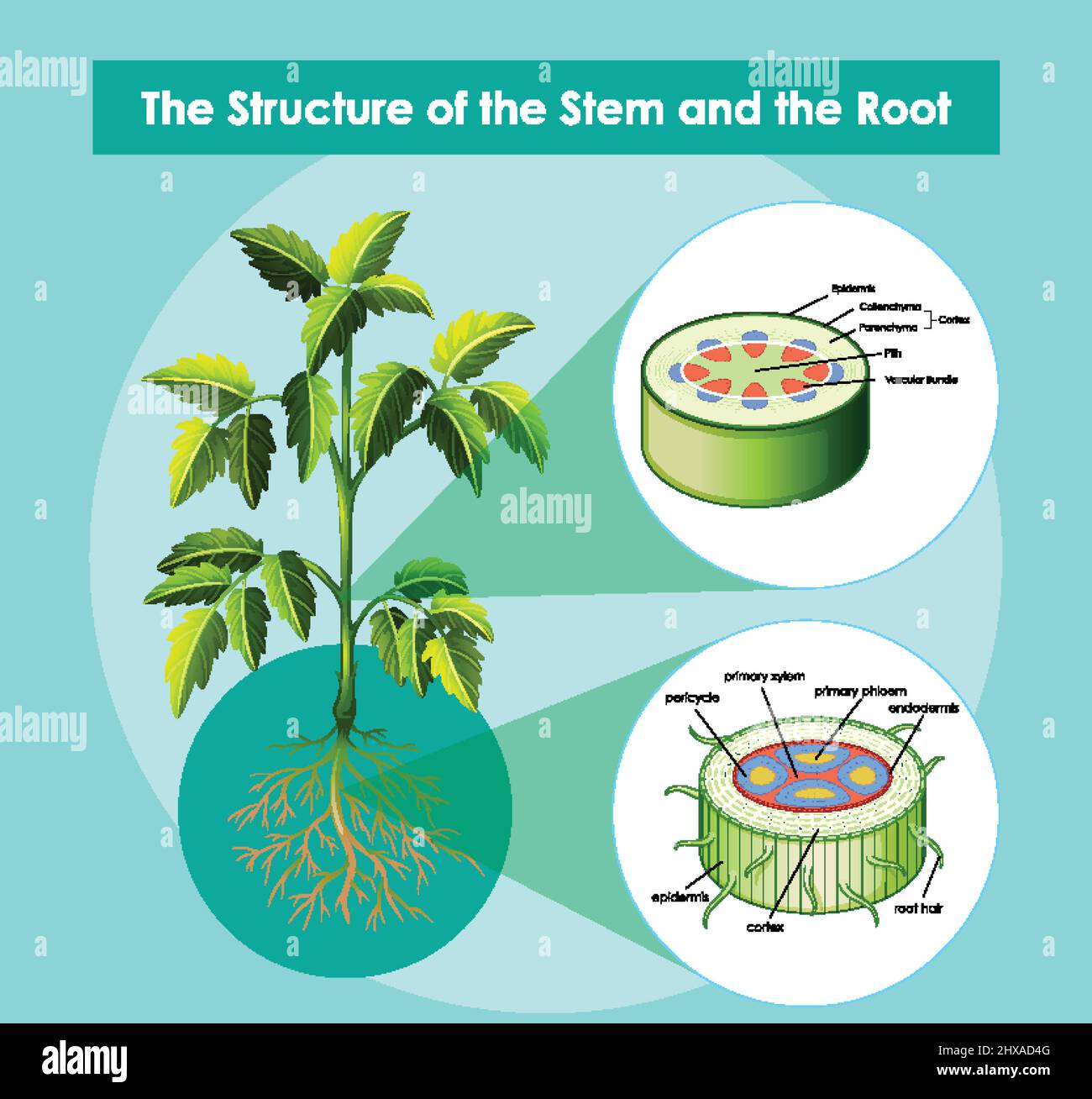 Diagram showing the structure of the stem and the root illustration ...