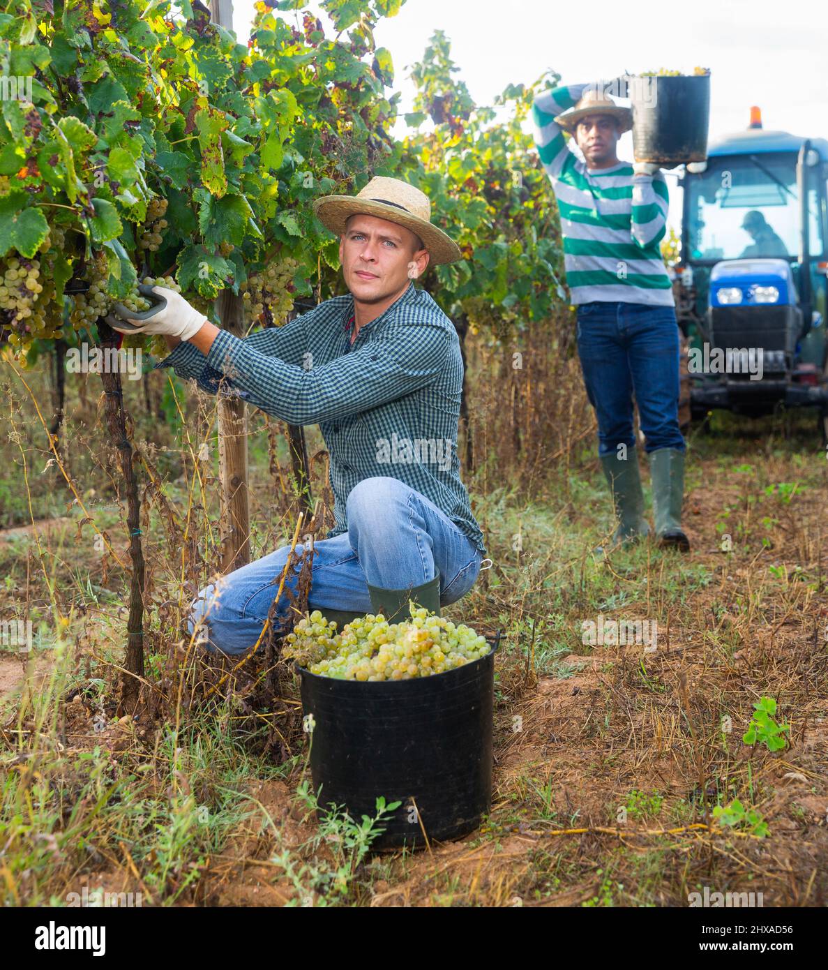 Vineyard owner gathering harvest of ripe white grapes Stock Photo - Alamy