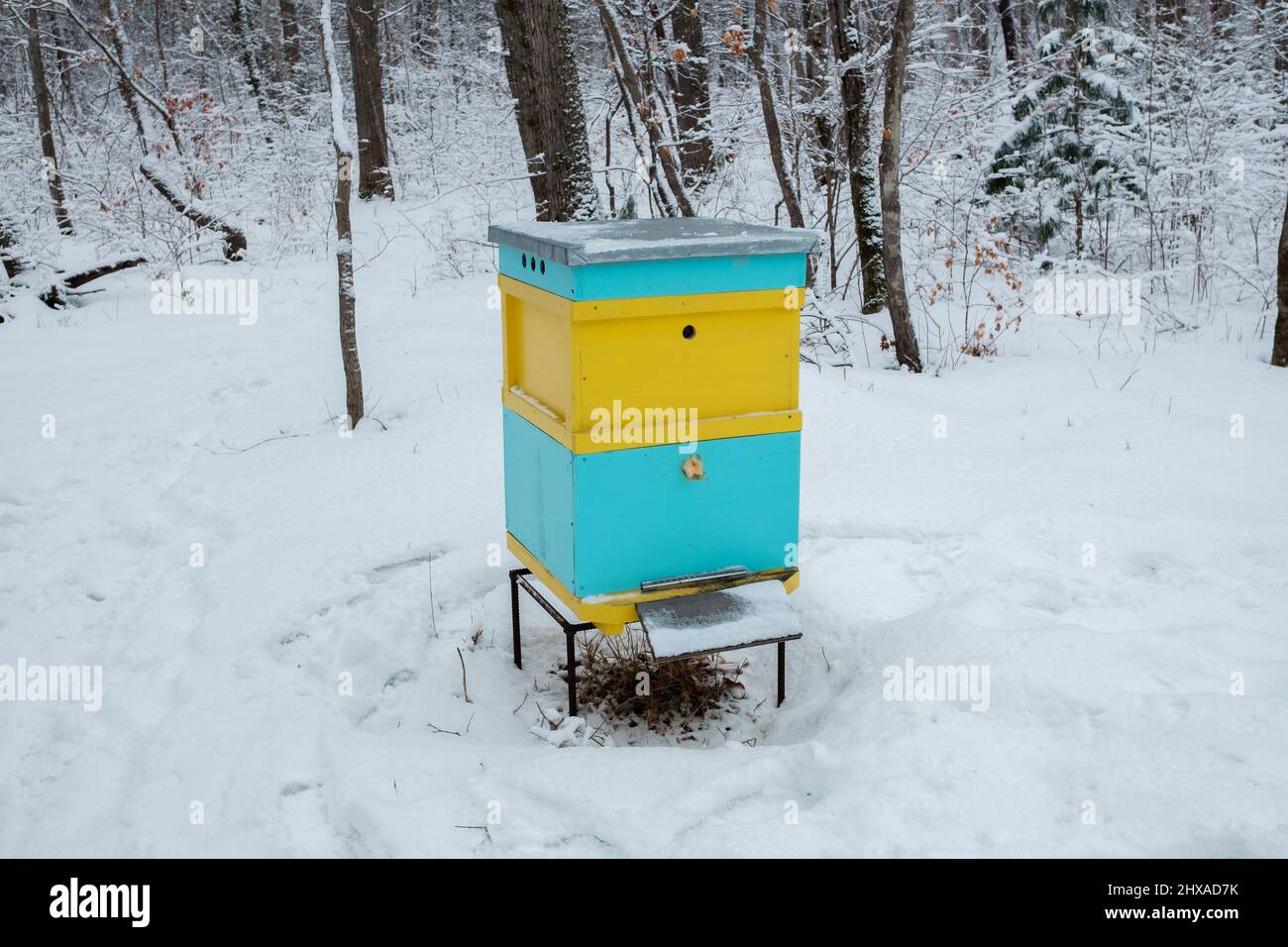 Bee hives in the snow in a forest clearing Stock Photo - Alamy