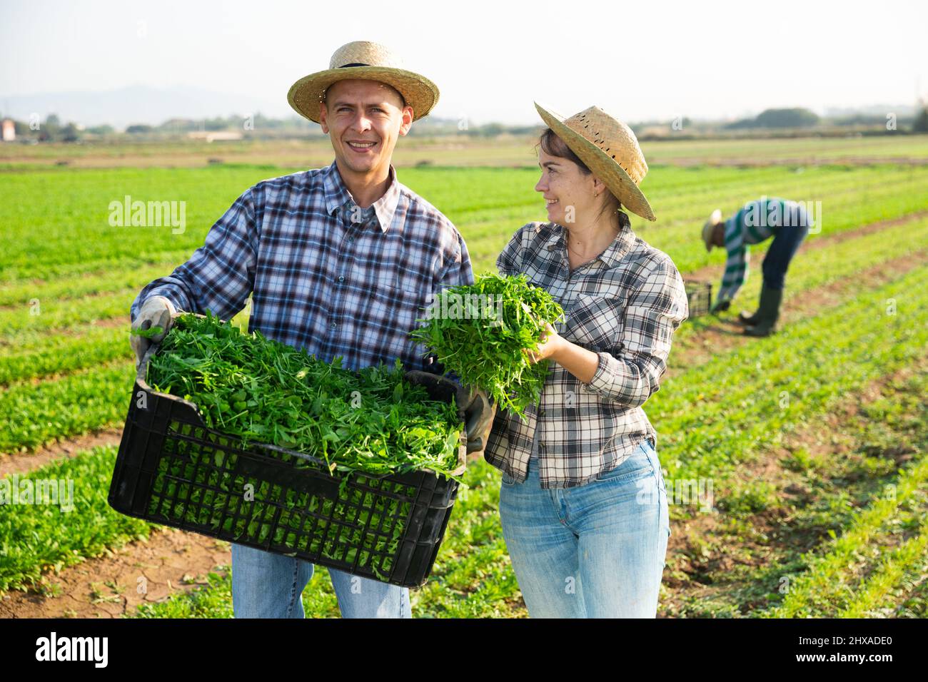 Happy man and woman harvest arugula on farm field Stock Photo - Alamy