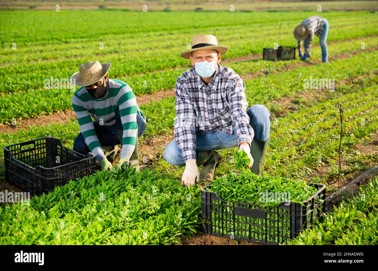 Male farm workers in masks harvesting arugula Stock Photo - Alamy