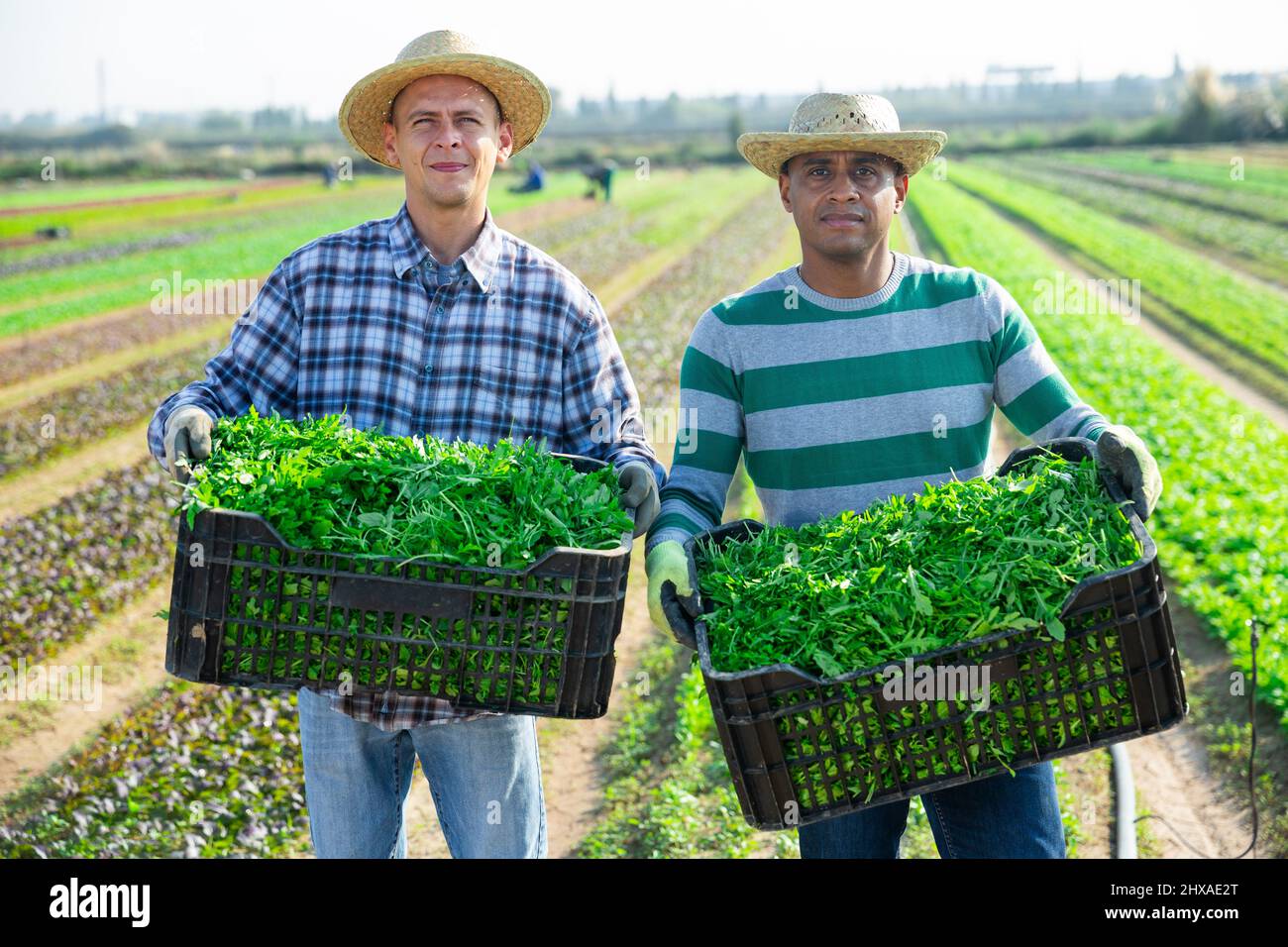 Two farmers showing rich harvest of green arugula on field Stock Photo ...