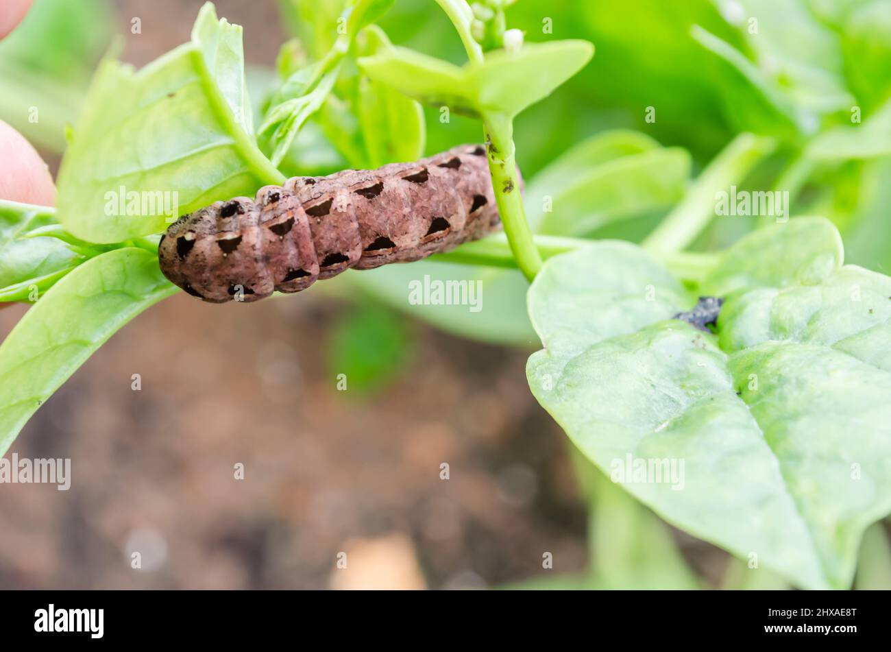 Armyworm caterpillars hi-res stock photography and images - Alamy