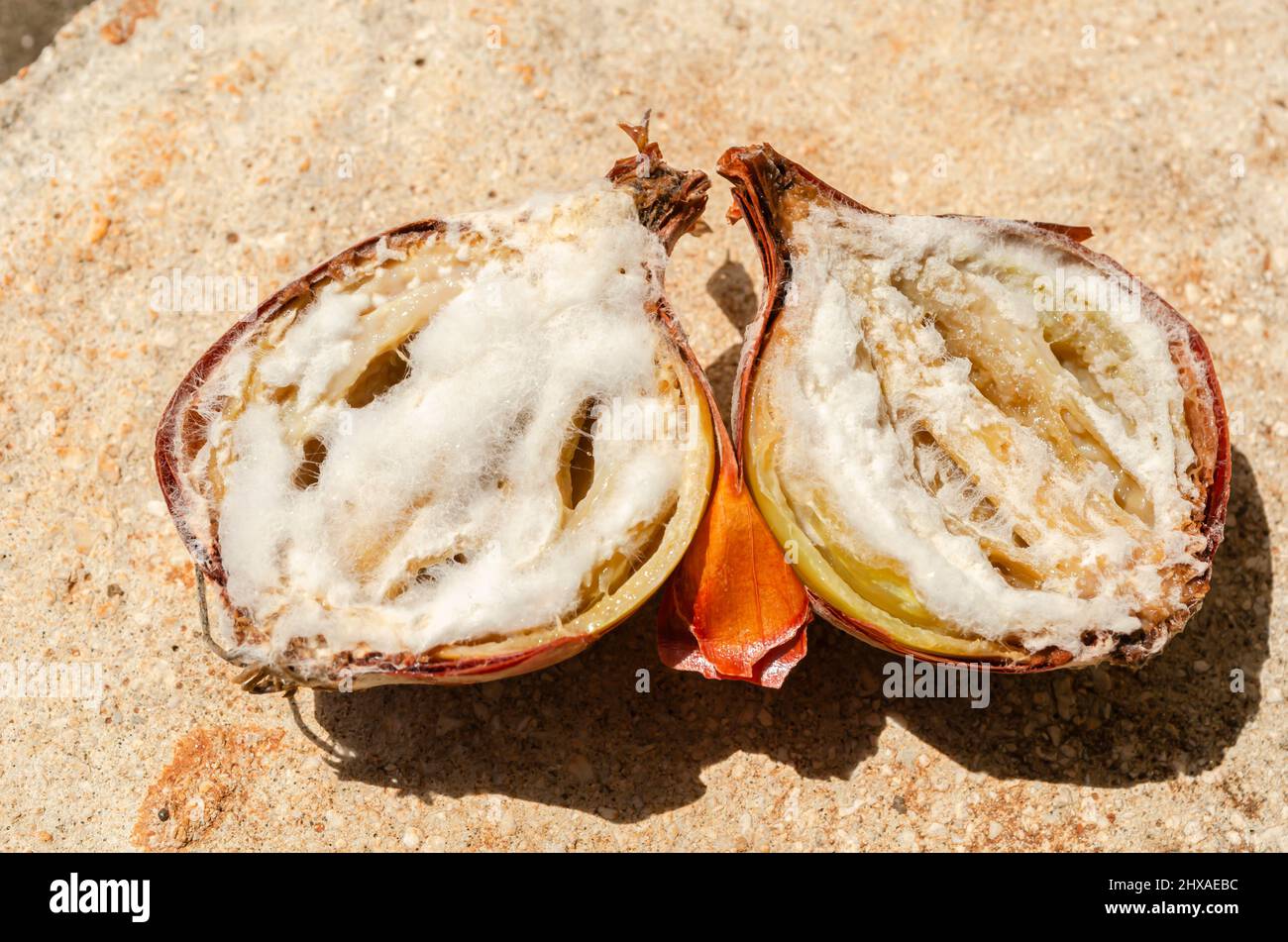 Onion bulb cross section hi-res stock photography and images - Alamy