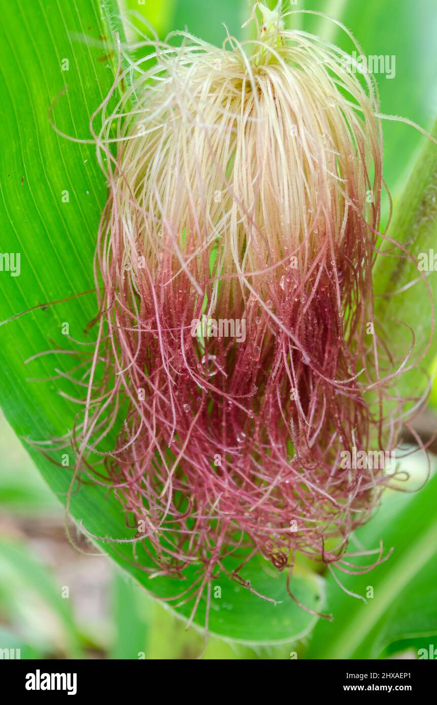 Female corn inflorescence hi-res stock photography and images - Alamy