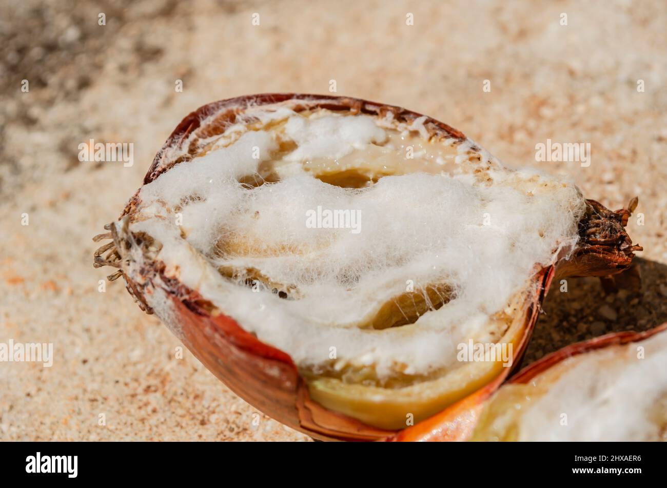 Mold On Cut Onion Stock Photo - Alamy