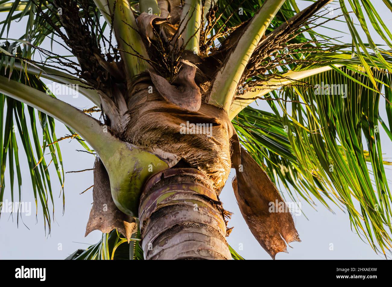 Palm fiber hi-res stock photography and images - Alamy