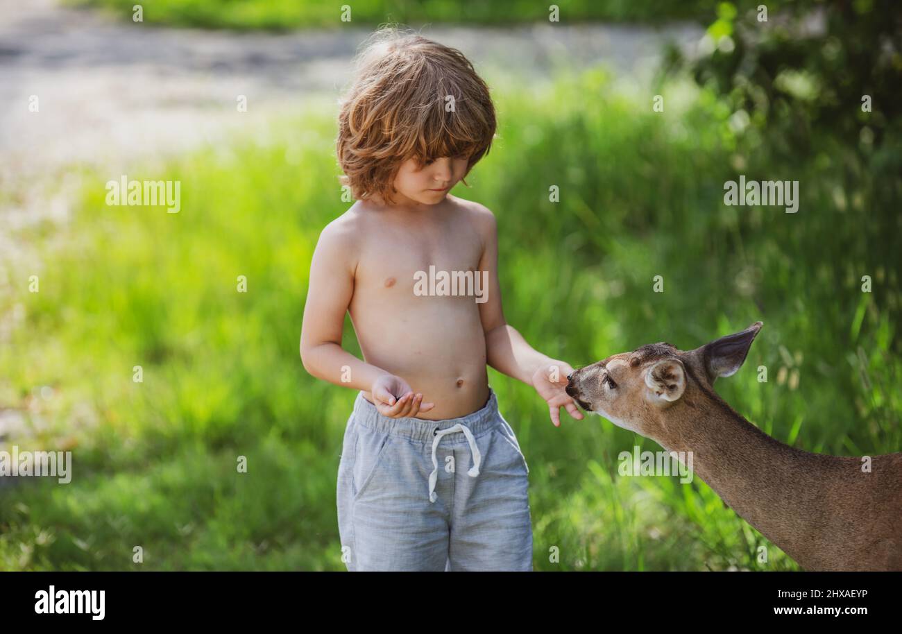 Baby boy feed fawn deer in park. Pretty kid with wild wildlife animal ...