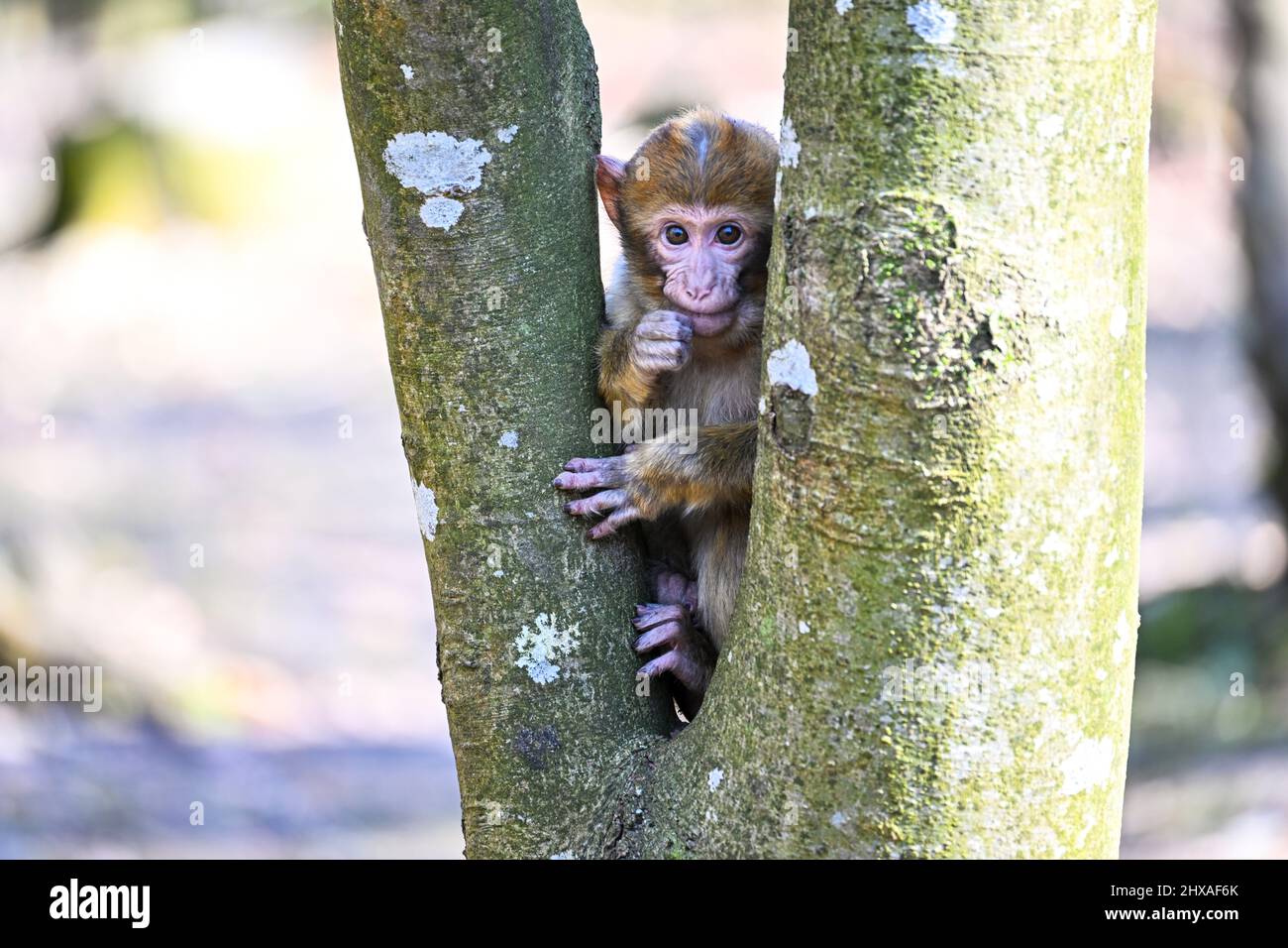 Salem, Germany. 09th Mar, 2022. A Barbary ape yearling sits in a tree ...