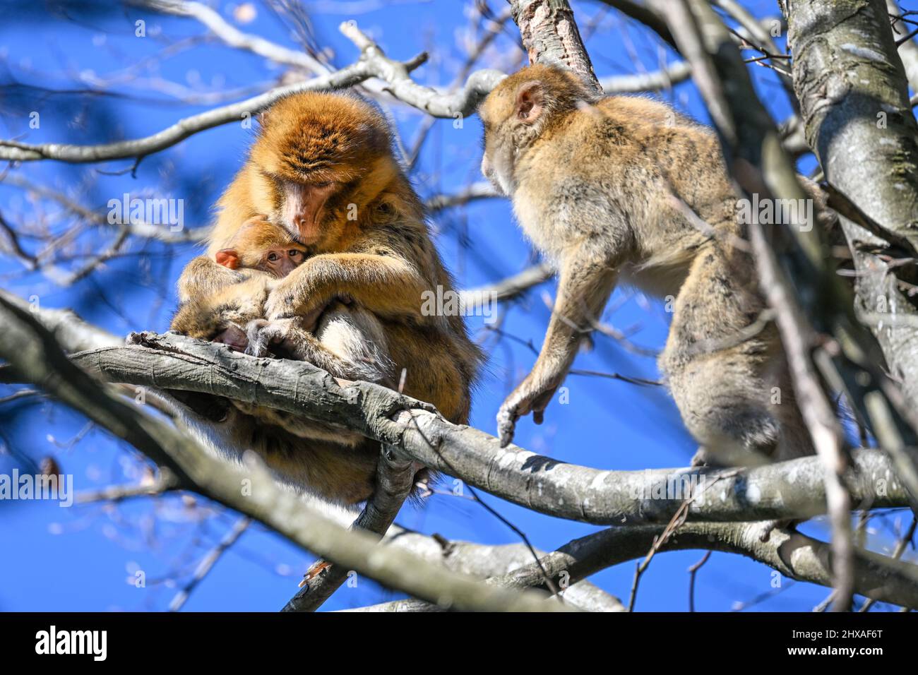 Salem, Germany. 09th Mar, 2022. A Barbary ape yearling sits in a tree ...