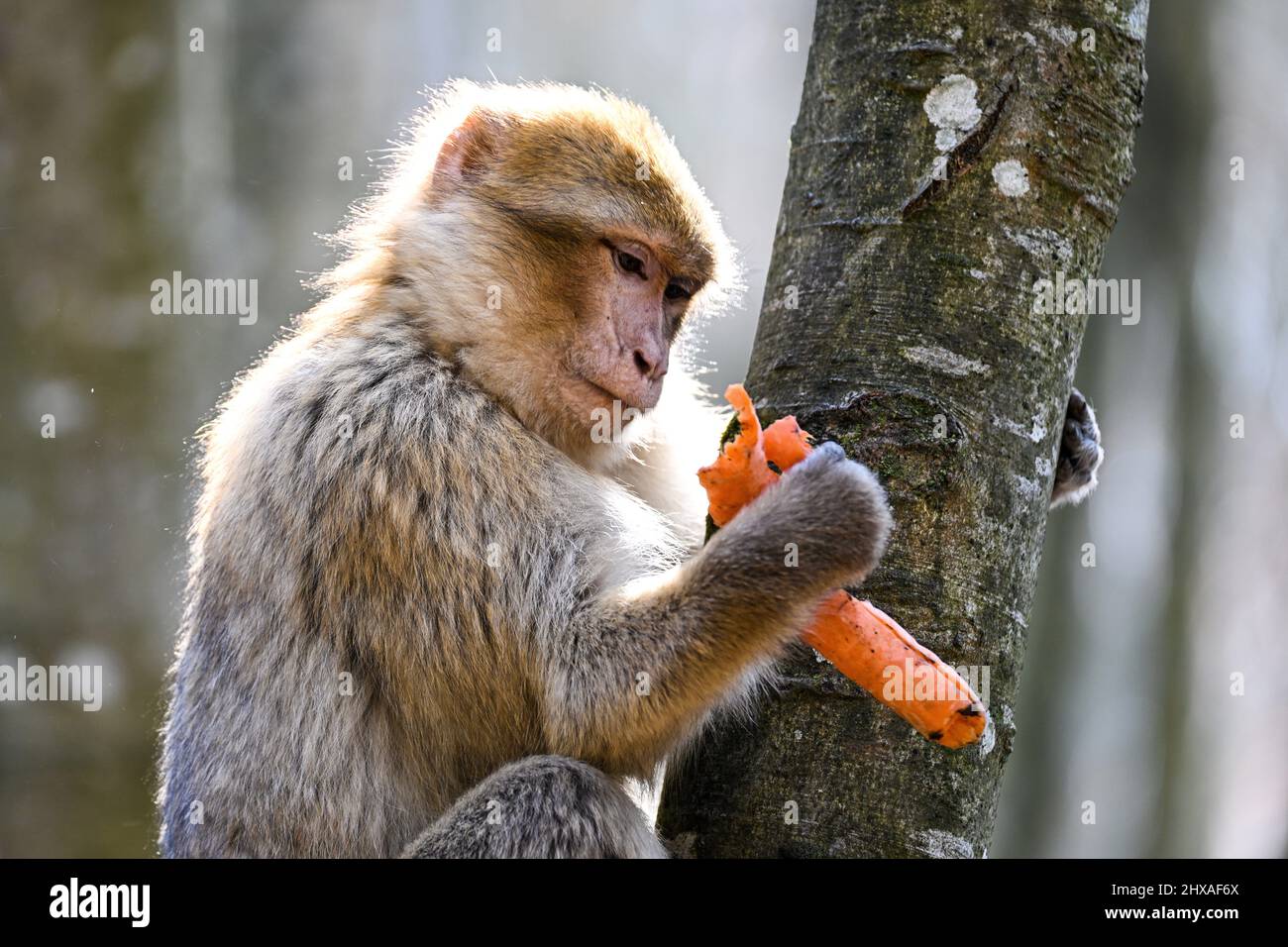 Salem, Germany. 09th Mar, 2022. A Barbary ape sits in a tree on Monkey ...