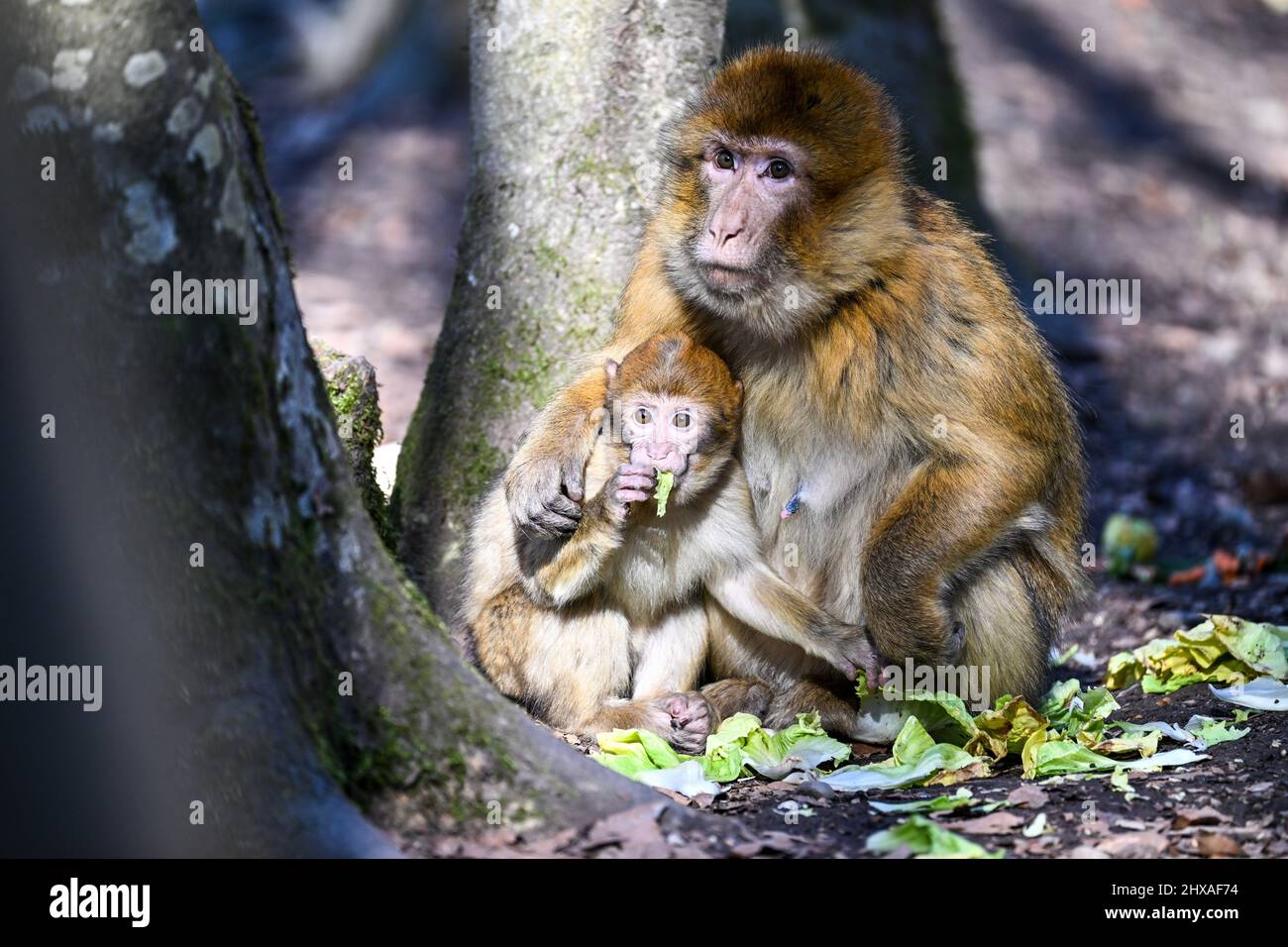 Salem, Germany. 09th Mar, 2022. A Barbary ape yearling sits on the ...