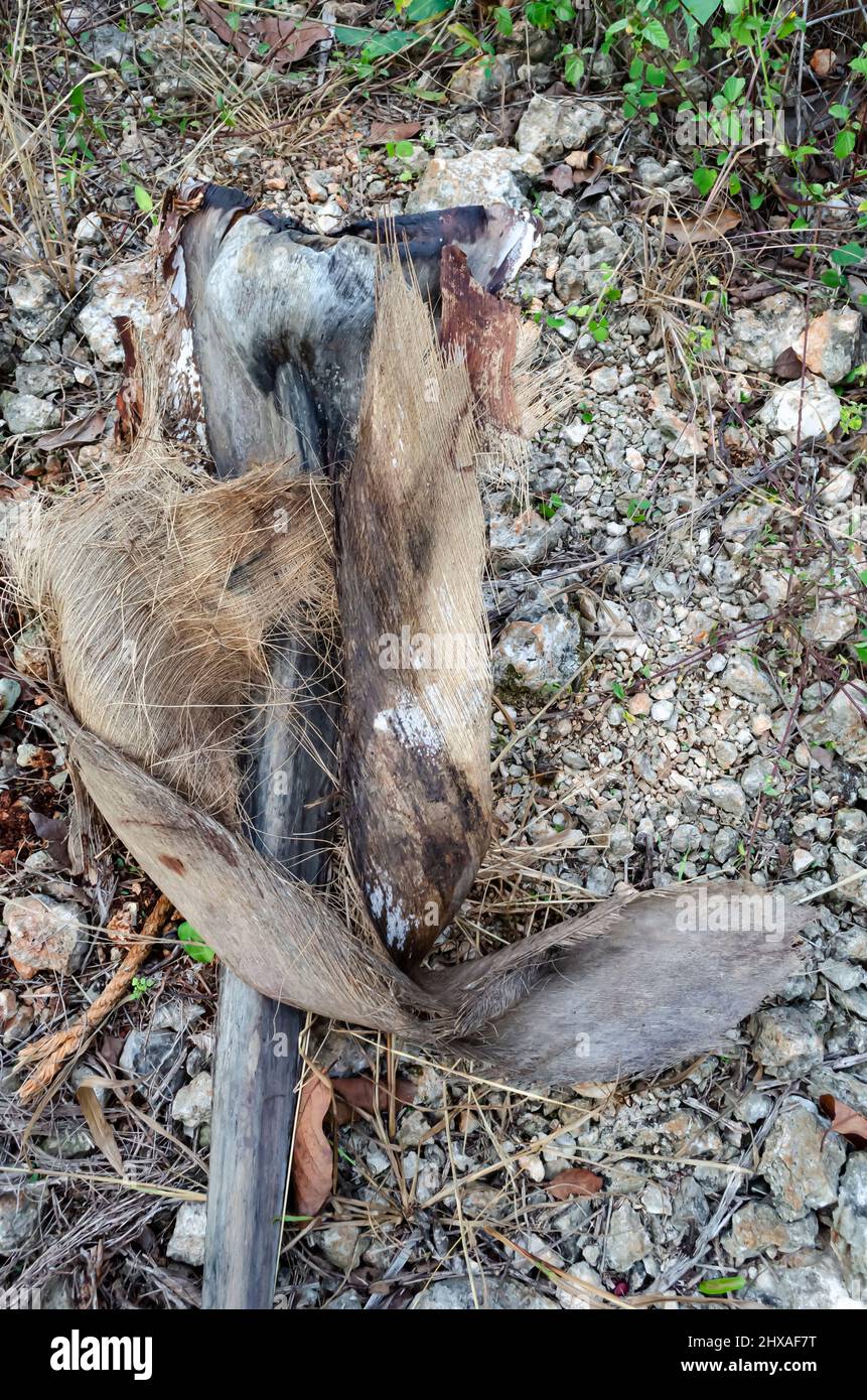Coconut Leaf Petiole and Sheath Stock Photo - Alamy