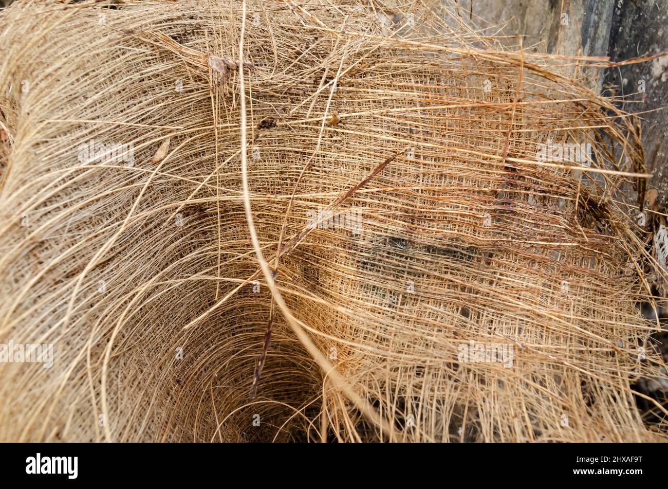 Palm Bark Fibre Texture Stock Photo - Alamy
