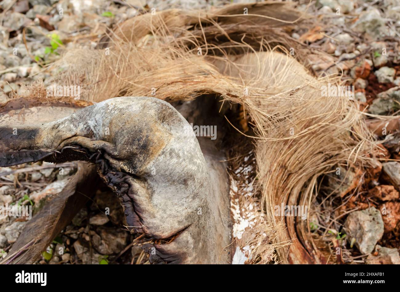 Coconut Palm Leaf Base And Sheath Stock Photo - Alamy