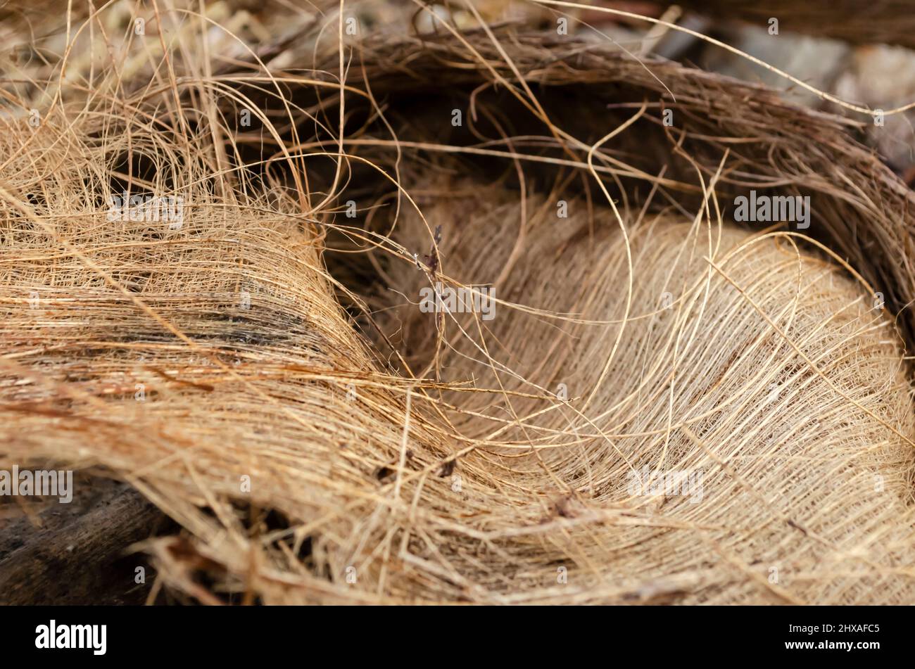 Straw palm hi-res stock photography and images - Alamy