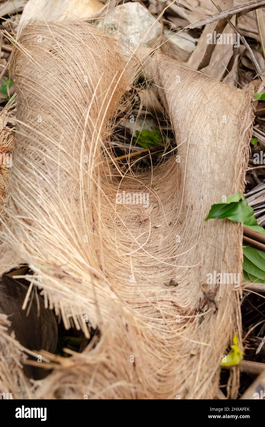 Coconut palm fibers hi-res stock photography and images - Alamy
