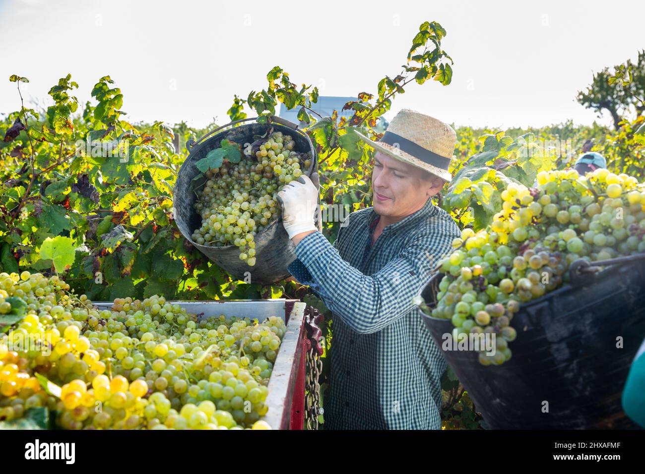 Farmer pouring harvested grapes from bucket in truck in vineyard Stock ...