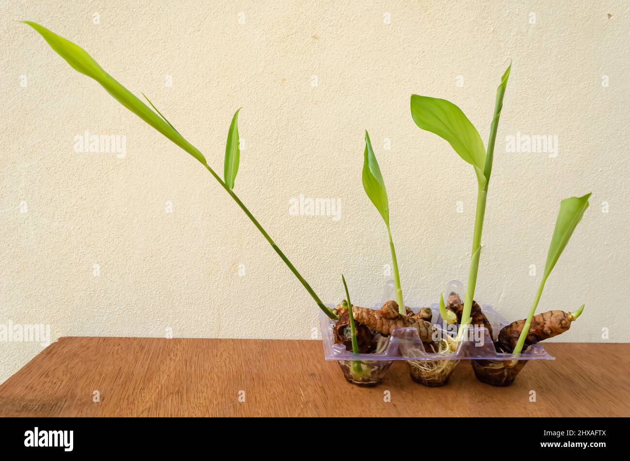 Ginger And Turmeric Rhizomes In Water Stock Photo - Alamy